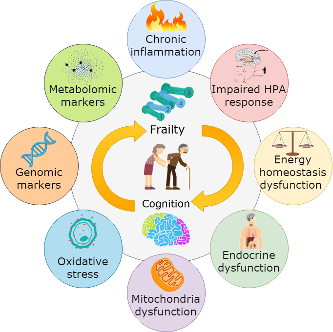 understanding-the-physiological-links-between-physical-frailty-and