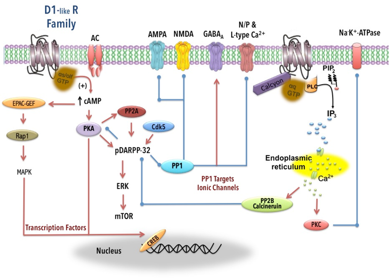 Dopamine Receptors D1 D2