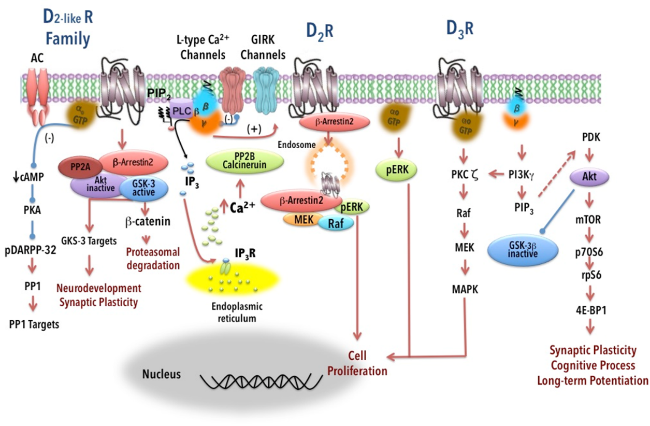 Dopamine Receptors