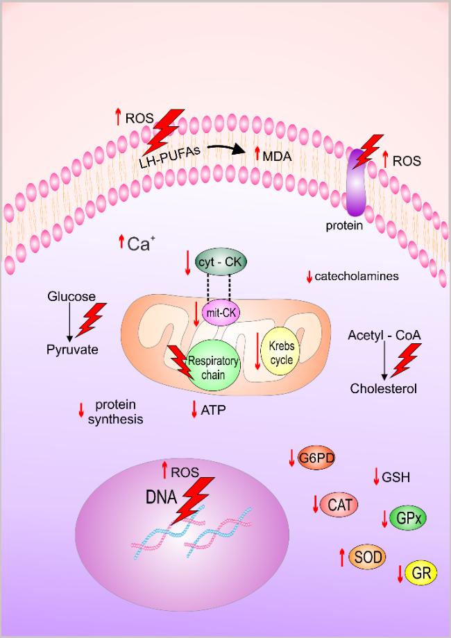 Phenylalanine Hydroxylase Pathway