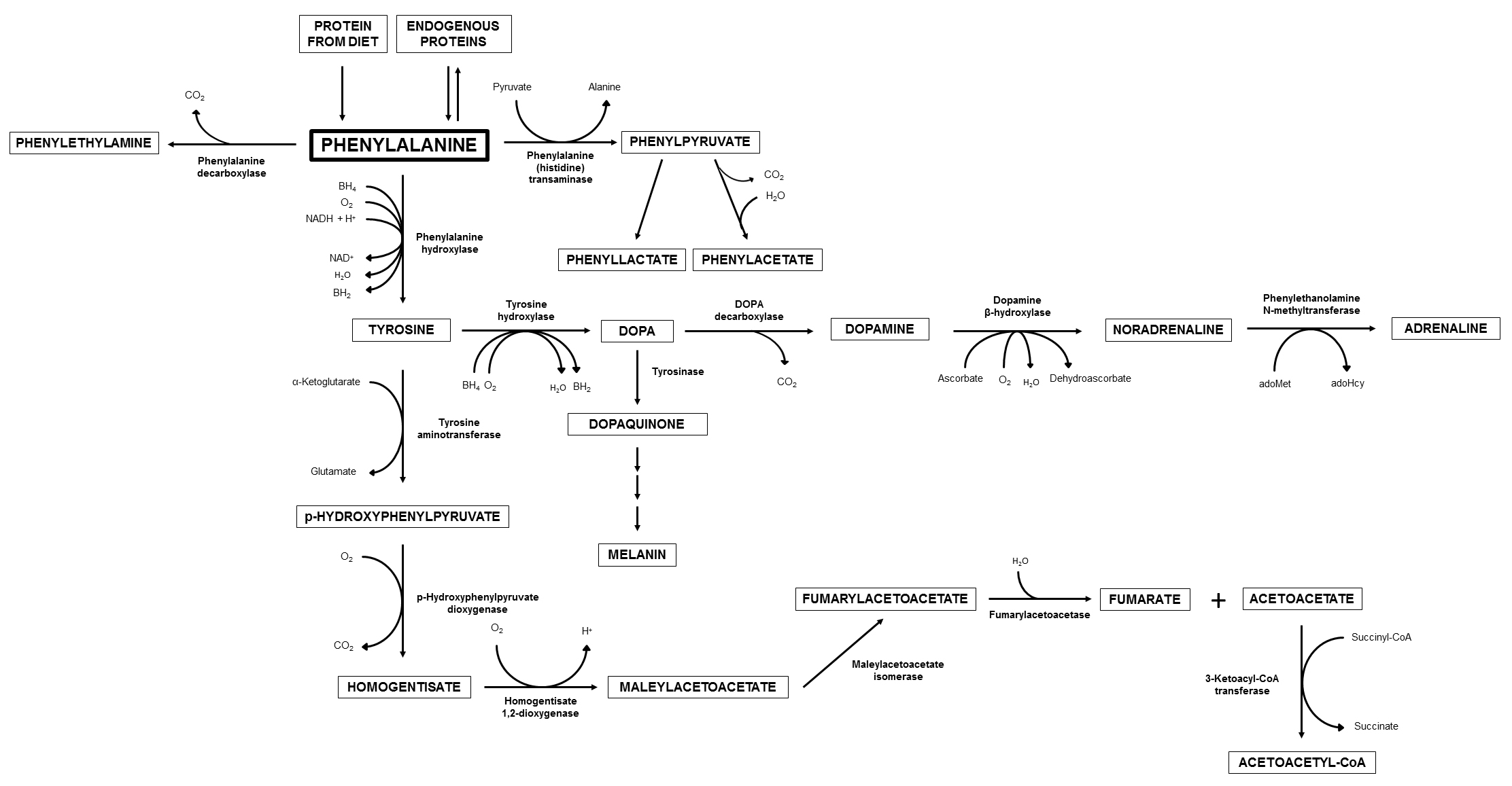 Phenylketonuria Pathophysiology: on the Role of Metabolic Alterations