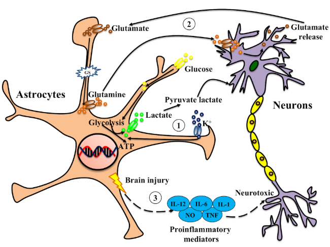 Astrocytes Function