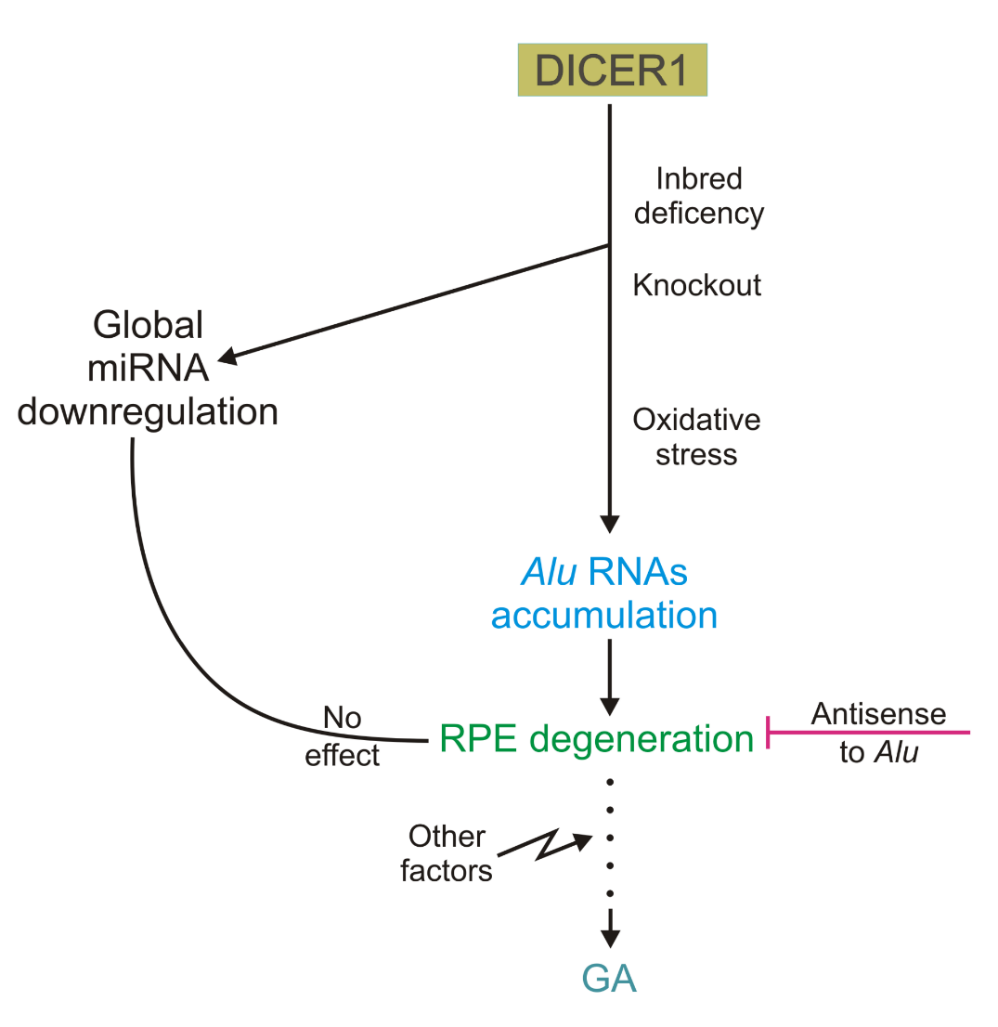 DICER1 in the Pathogenesis of Age-related Macular Degeneration (AMD ...