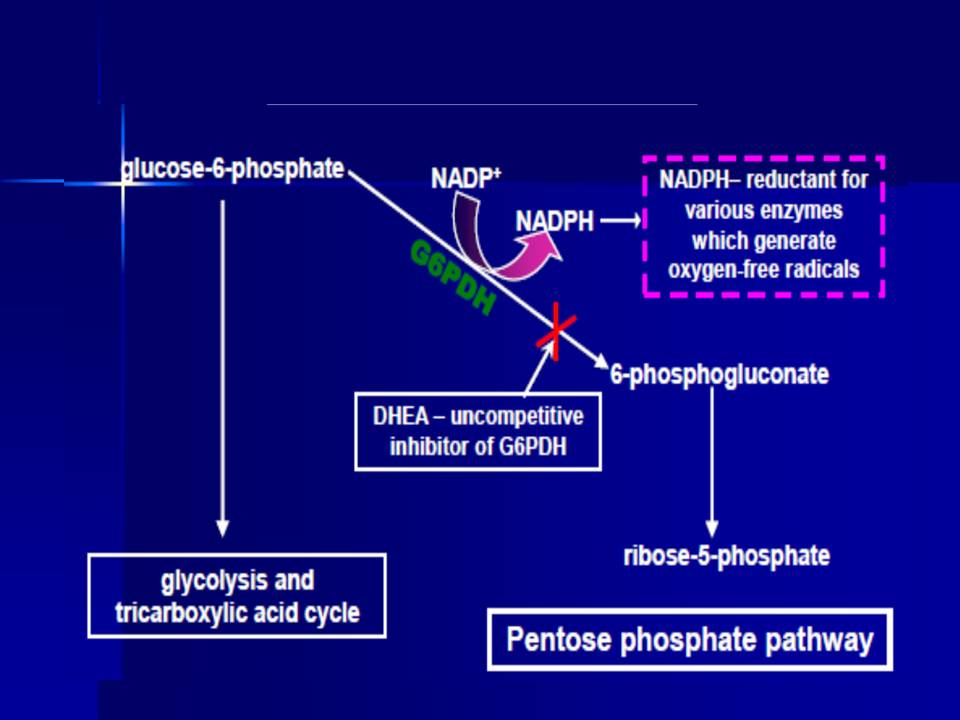Dhea Pathway