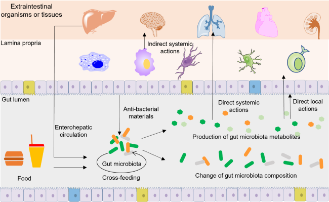 Gut Microbiota Composition