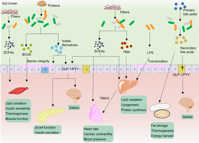 Gut Microbiota Function
