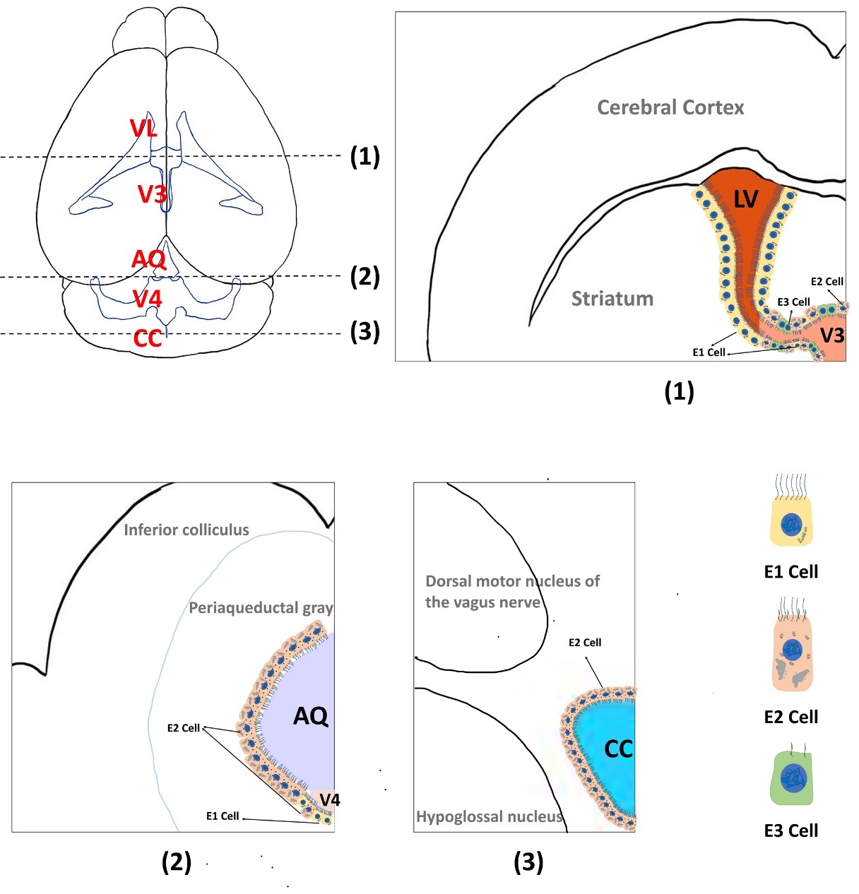 Ependymal Cells Diagram