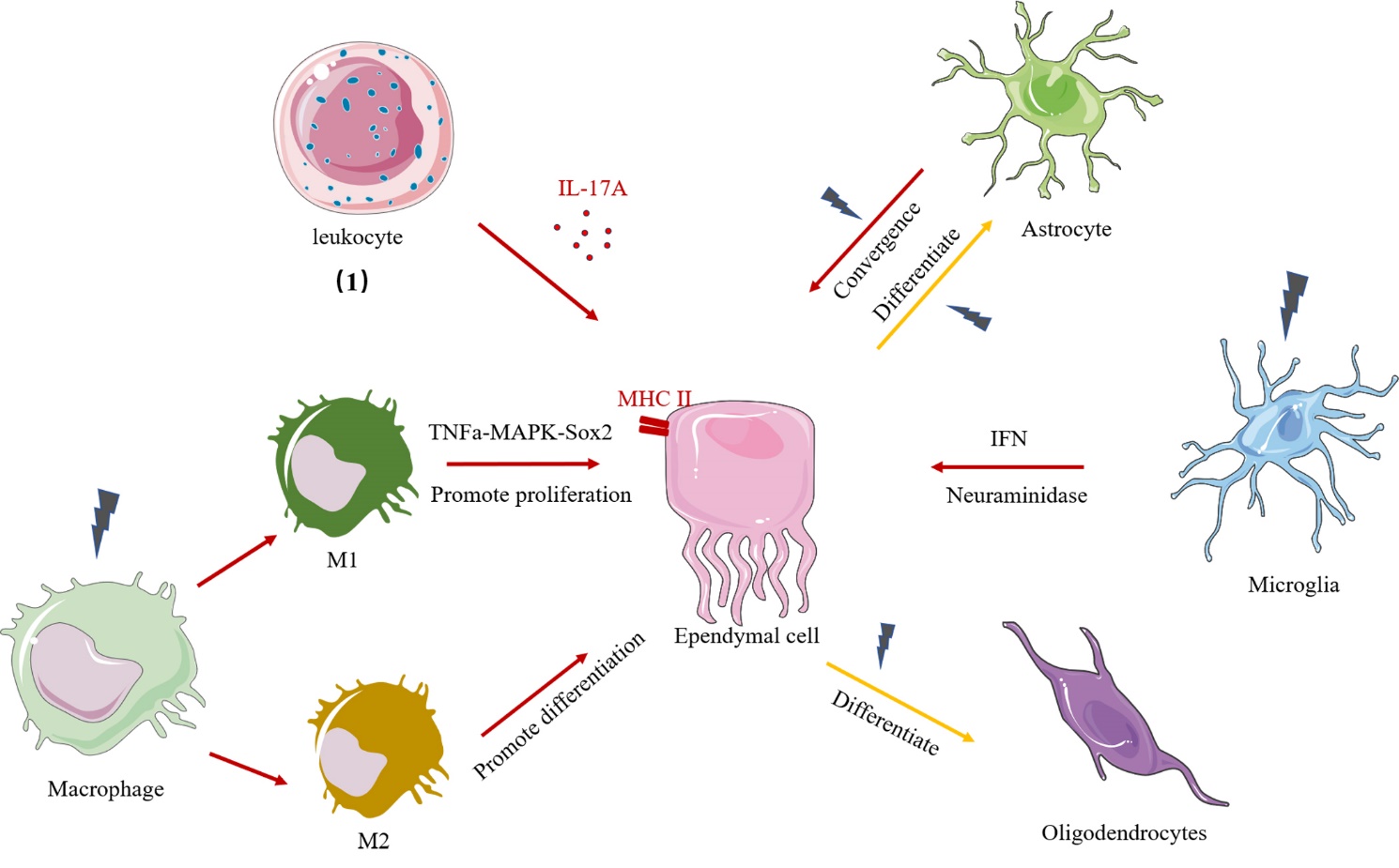 Ependymal Cells Diagram