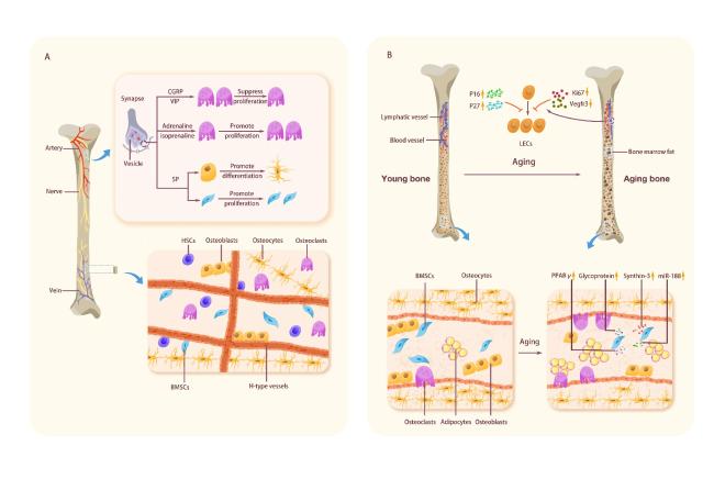 What Old Means To Bone Trends In Endocrinology Metabolism