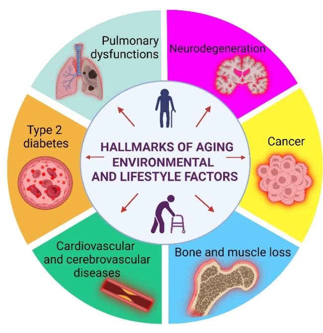 Aging And Disease Figure 9 From Happily (n)ever After: Aging In The