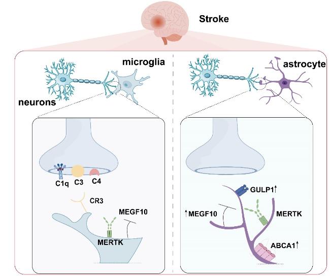 Synaptic Pruning