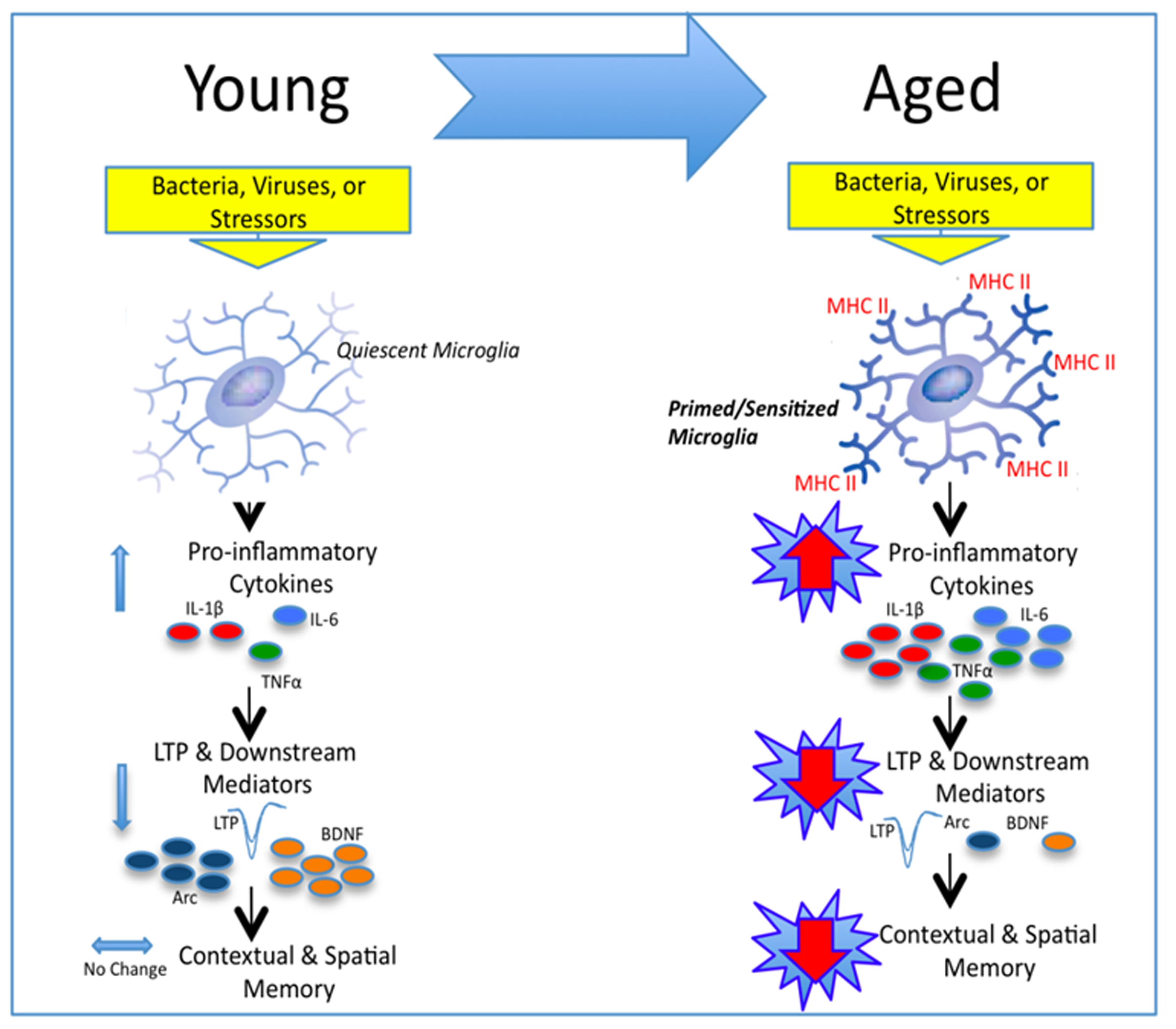 Memory Impairments in Healthy Aging: Role of Aging-Induced Microglial ...