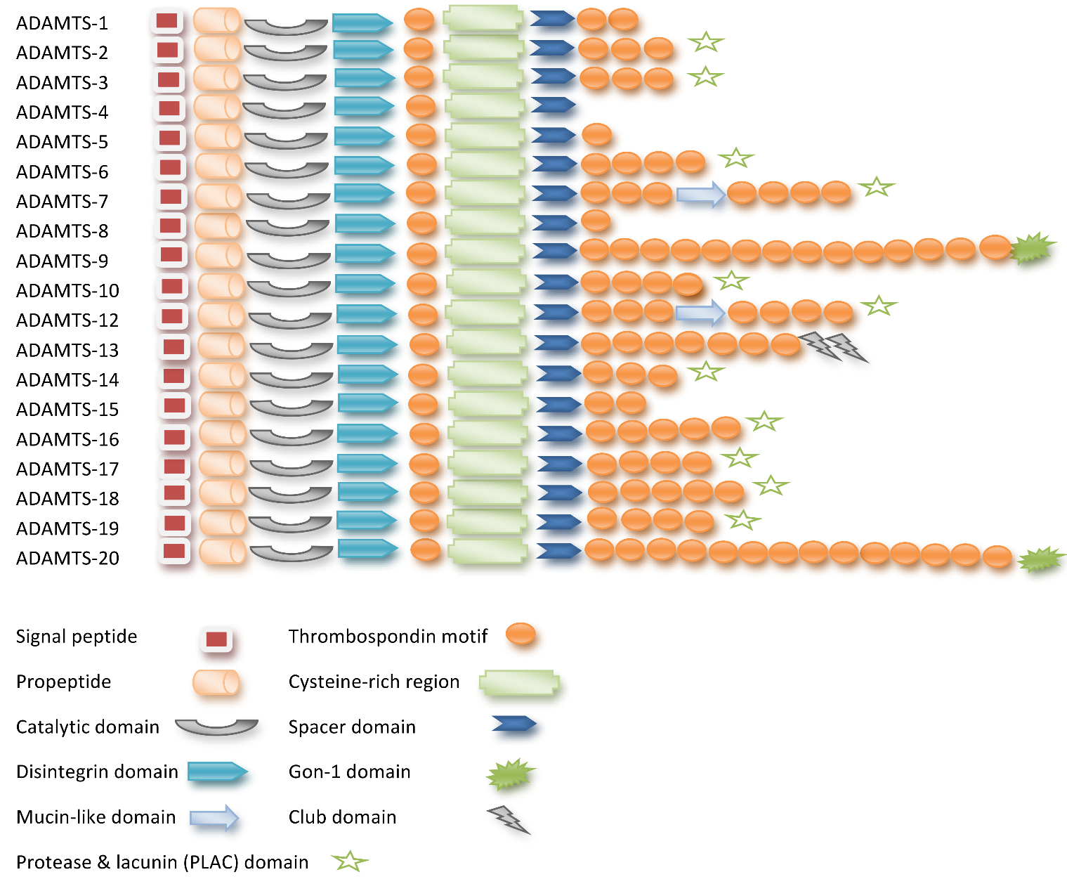 Pathophysiological Function of ADAMTS Enzymes on Molecular Mechanism of ...