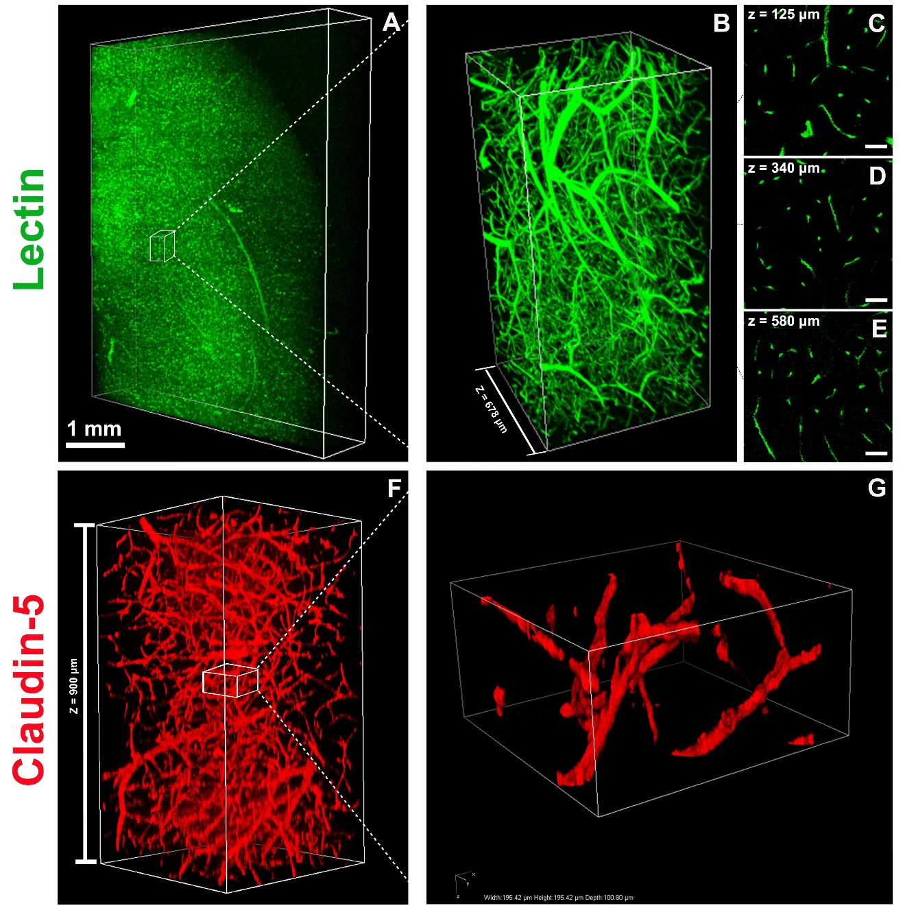 CLARITY for High-resolution Imaging and Quantification of Vasculature ...