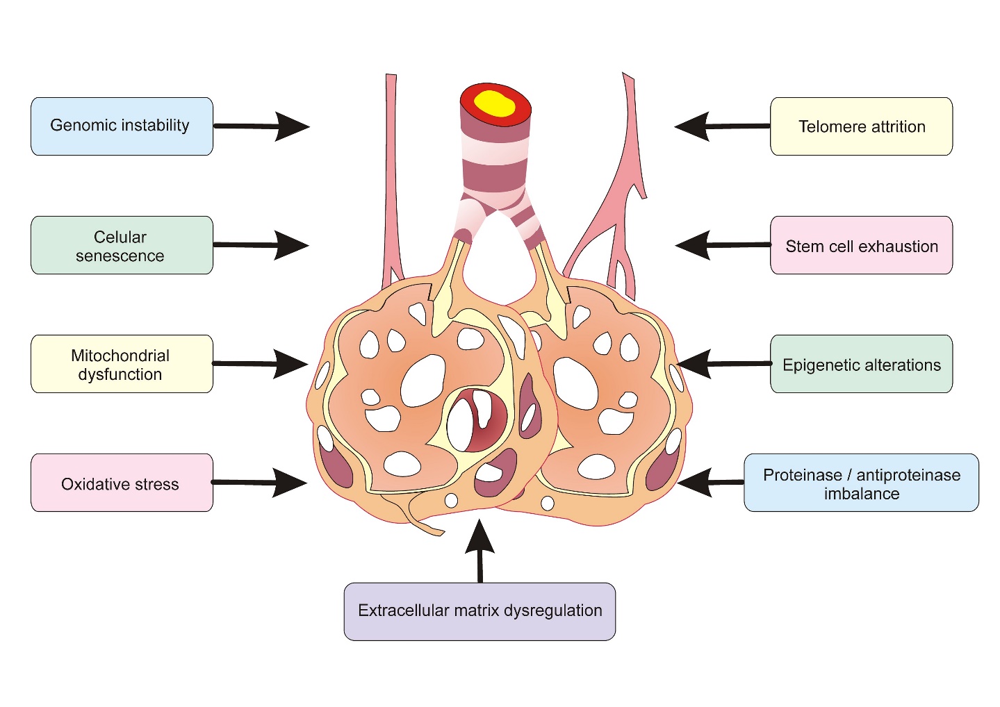 Handgrip Strength and Pulmonary Disease in the Elderly: What is the Link?